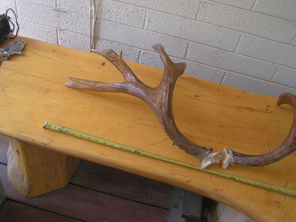 WhiteTail Deer Antlers Rack 12 Point 6lbs off of a old Mount | eBay