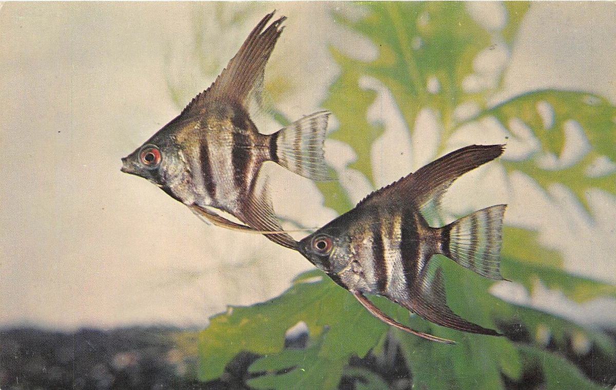 Zebra Lace Angelfish