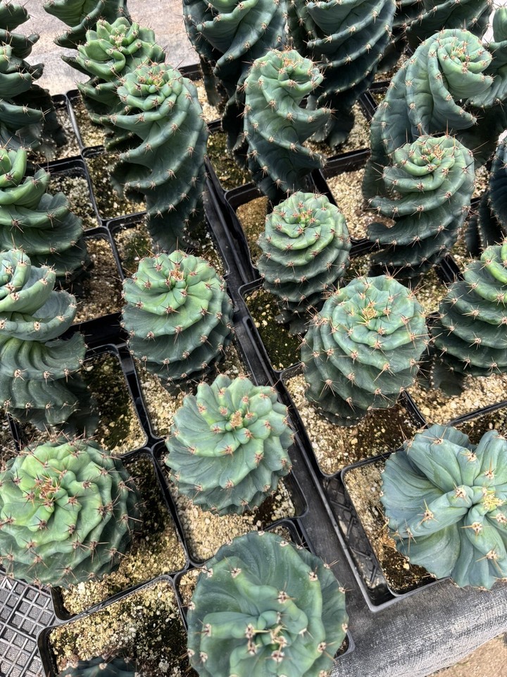 Spiral Cactus, Tornado Cactus, Cereus Forbesii Spiralis Twisted Cactus ...