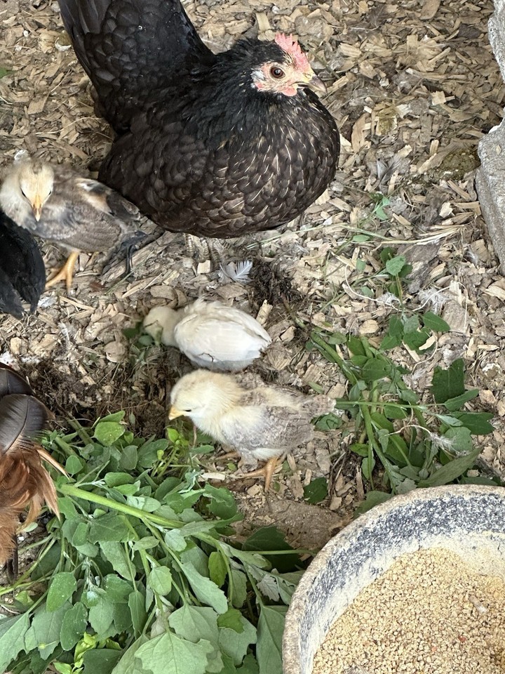 Serama Chicken Hatching Eggs 10 Plus Extras | eBay