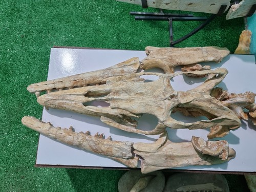 Rare 100% Original Halisaurus Mosasaur Skull – Late Cretaceous Fossil ...