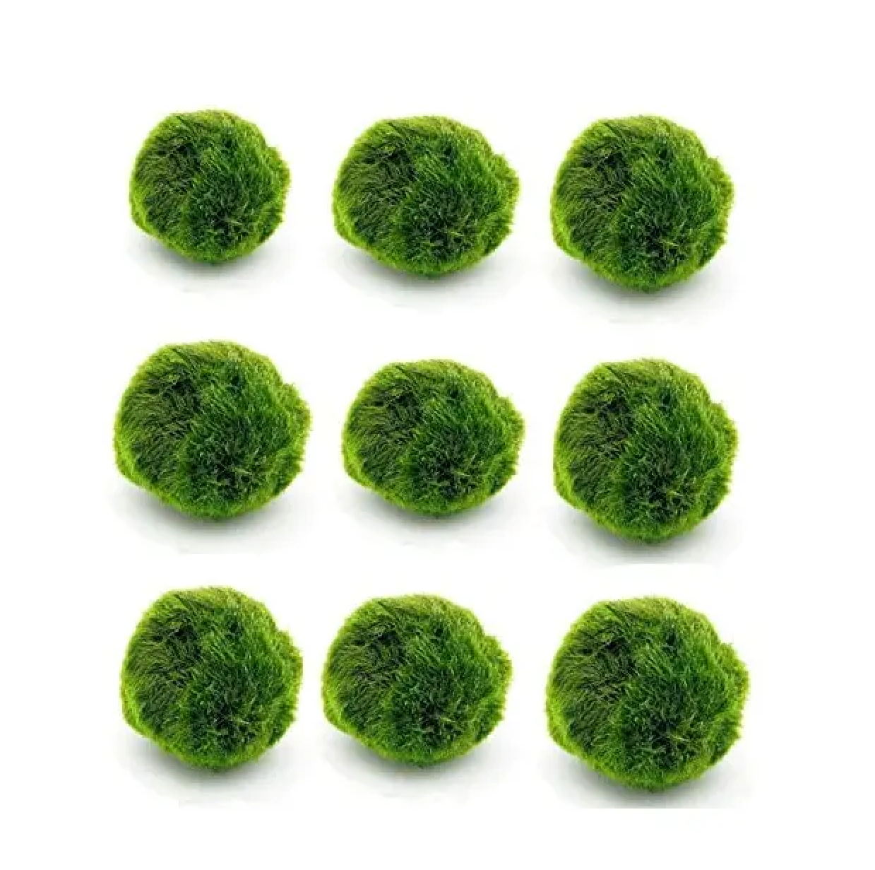 5 Live Moss Balls 1-1,5 inches Cladophora Live Plant Aquarium / USA | eBay