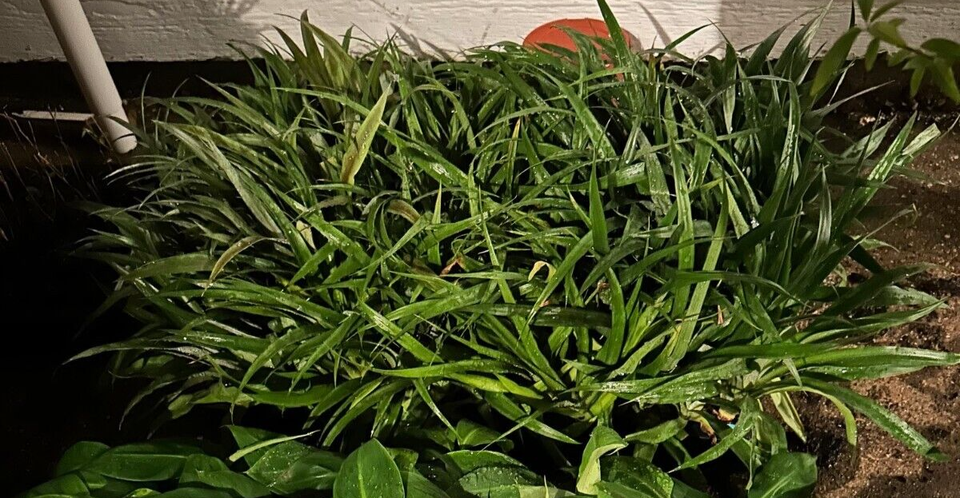Florida Special Pineapple (Ananas cosmosus)TC Plant Plug-6-8 in- Edible ...