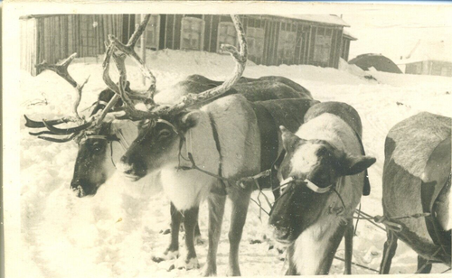 Vintage art photo Inuit deer USSR Soviet Eskimo Chukchi peoples north ...
