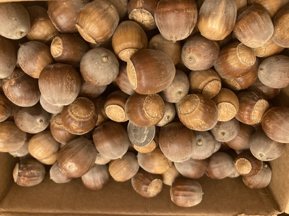 350 Acorns 5 pounds White Oak Acorns fresh from 2024 drop. | eBay