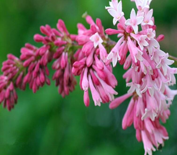20 EXOTIC LILAC SEEDS for garden rare bloom flower plant bush USA ...