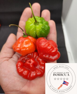 (Seeds) Aji Dulce Grandes de Puerto Rico, 100% Organic, Sofrito, Sweet ...