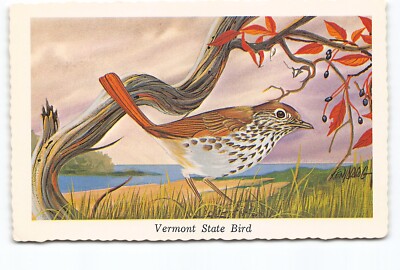 Vermont State Bird Hermit Thrush Hylocichla Guttata VT Chrome Postcard ...