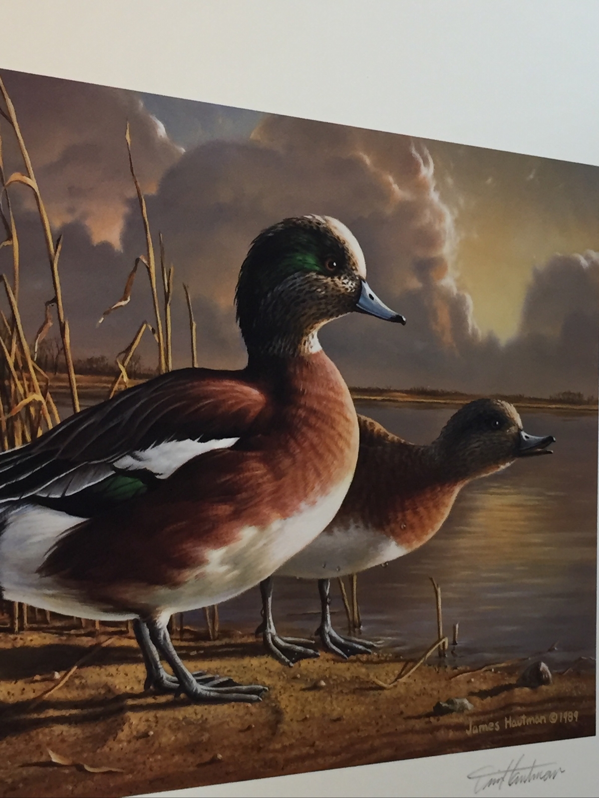 Minnesota Duck Print,1992,33 Yrs,Jim Hautman,358/2850, Ducks ,No Stamp ...