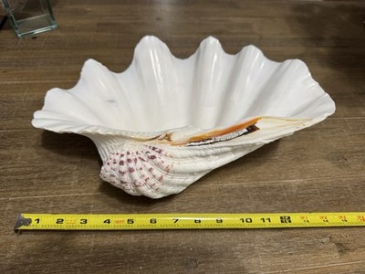Giant Clam Shell Half (1 half shell approx. 14L x 5H x 10.5D inches) | eBay