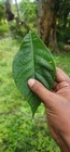 Very Rare Allophylus Cobbe Dried Leaves Tit Berry Kobbe Plant Herbs For ...