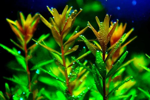 Floratica 12 X Rotala Rotundifolia Live Aquarium Plants Tropical Fish ...