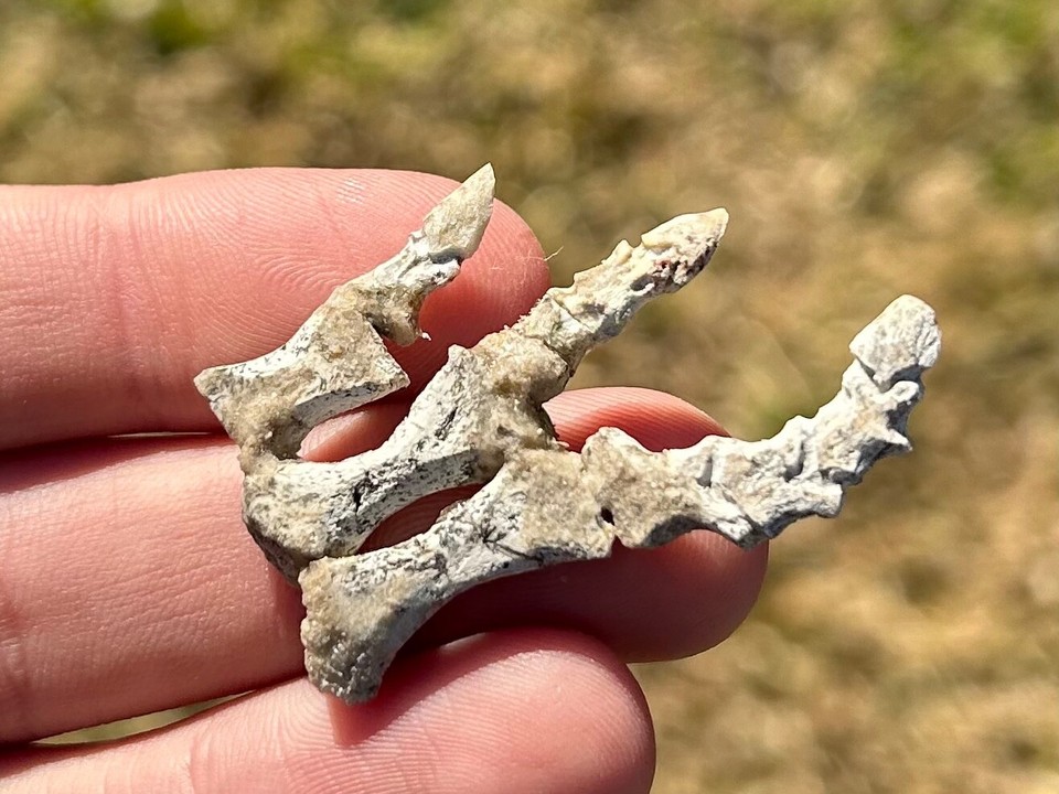 RARE Fossil Psittacosaurus Dinosaur Finger Bones China Yixian Fm ...