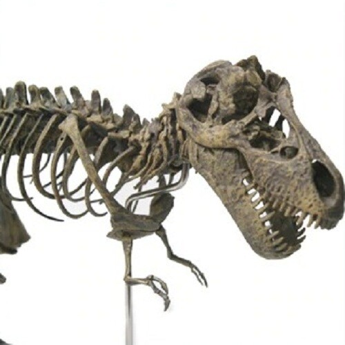 Tyrannosaurus Rex Assemble Skeleton Large Dinosaur Fossil Skull Animal ...