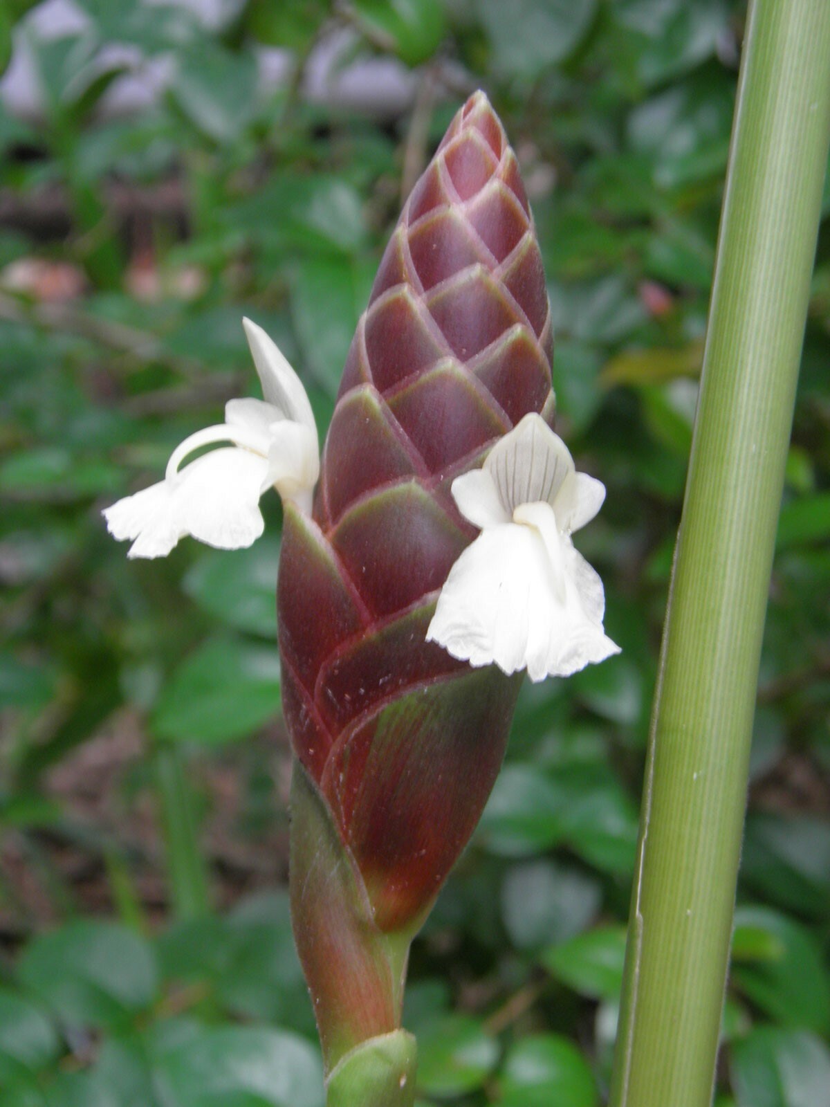 Zingiber montanum | Cassumunar Ginger | 10_Seeds | eBay