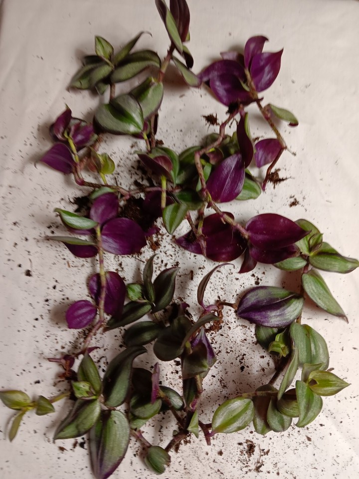 Zebrina Wandering Jew Plants,2,Easy and fast to grow,1 lg, 1 sm, Both ...