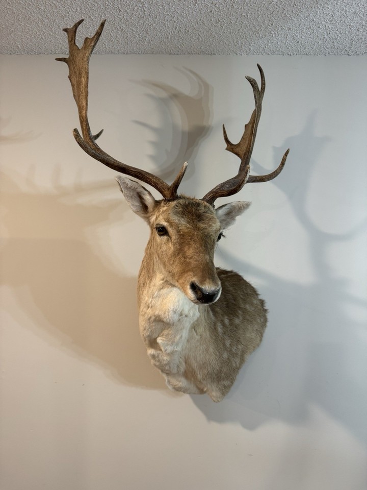 🦌 Three Deer Shoulder Mounts for Sale – Fallow, Whitetail & Mule Deer ...