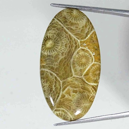 22.50Cts Morocco Fossilized Coral Cab Natural Loose Gemstone Oval | eBay