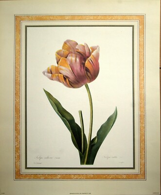 (16 x 20) Art Print FL2447 Pierre-Joseph Redoute Tulip - BOTANICAL ...