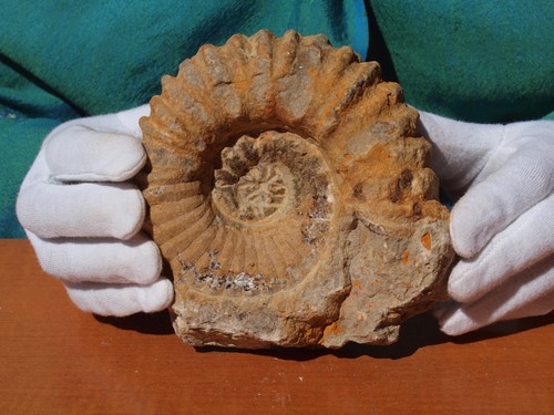 Ammonite Fossil Sea Shell Morocco Cambrian Period 485 Million Years Old ...