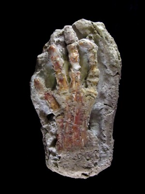 Authentic Psittacosaurus Dinosaur Fossilized Hand w/ Claws & Colorful ...