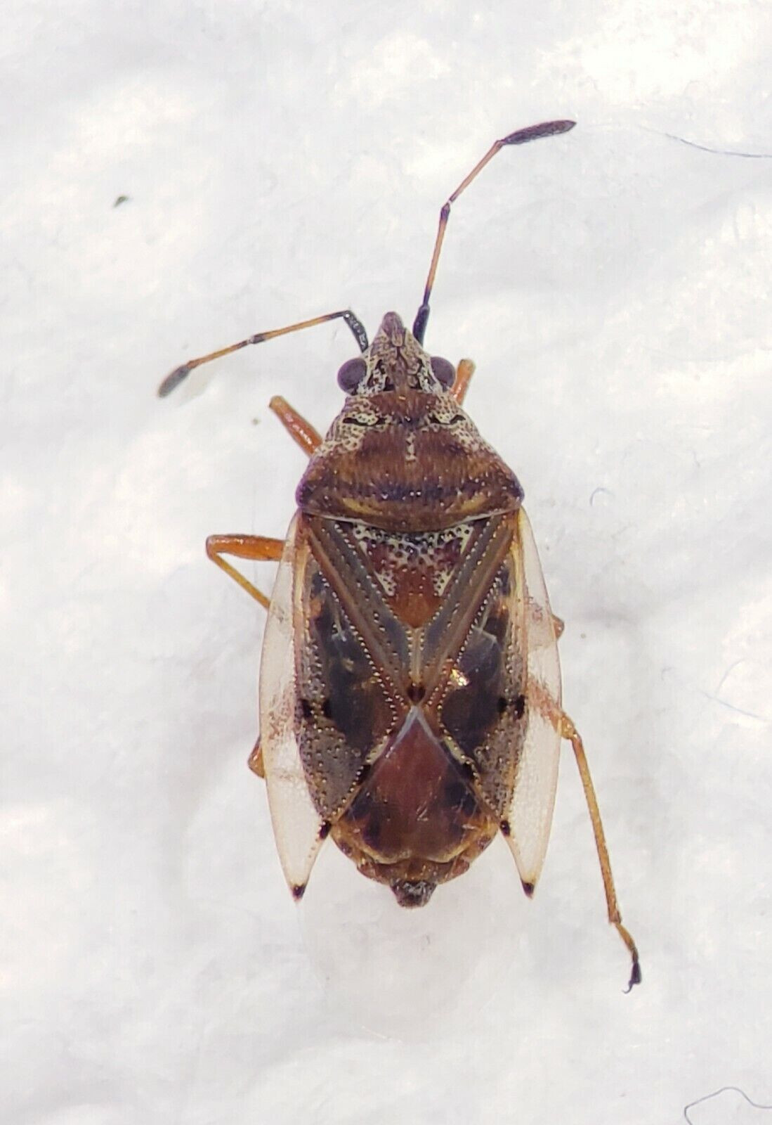 Seed Bug: Kleidocerys resedae (Lygaeidae) USA Hemiptera | eBay