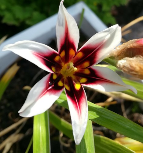 20 SPARAXIS Mix Flower BULBS Spring Multi Coloured Hardy Perennial ...