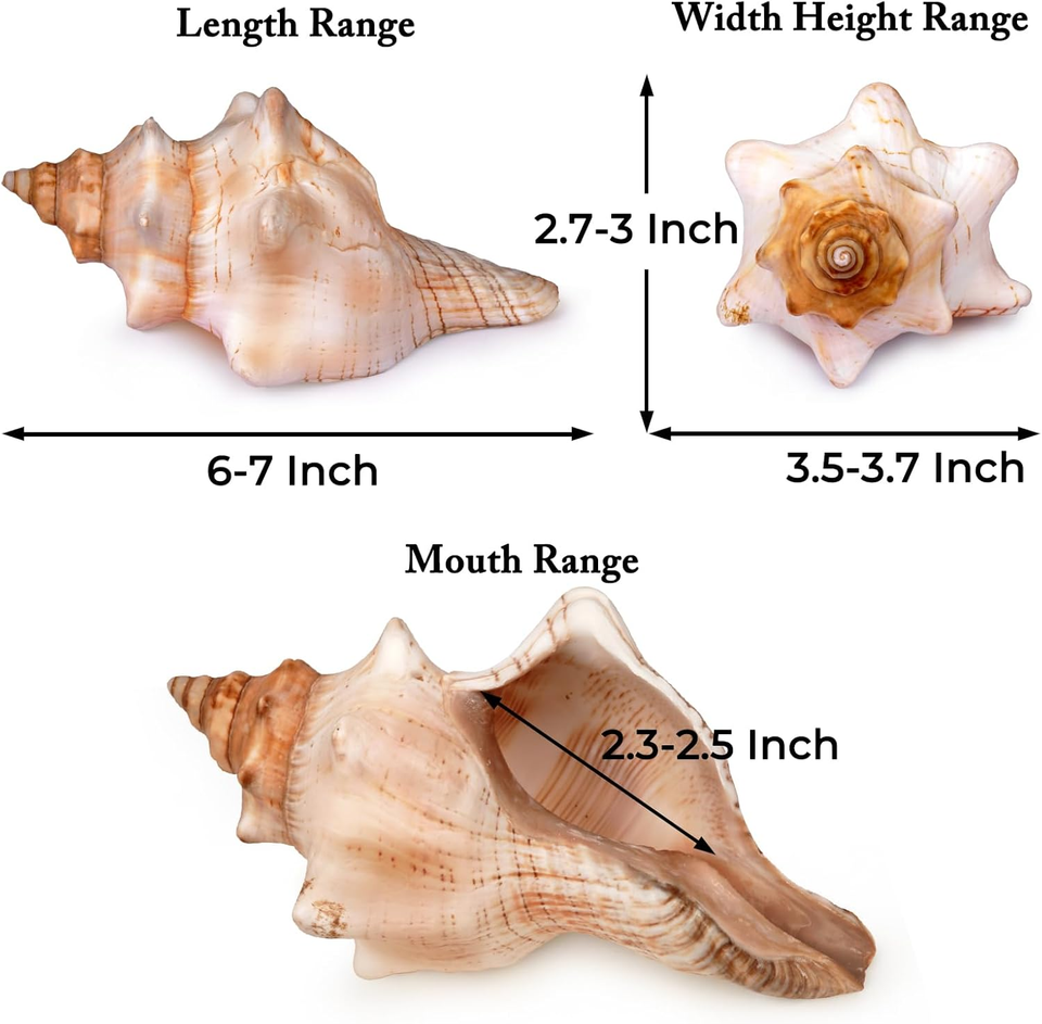 Giant Natural Conch Shell, Striped Fox Conch Seashell 6-7 Inches, Large ...