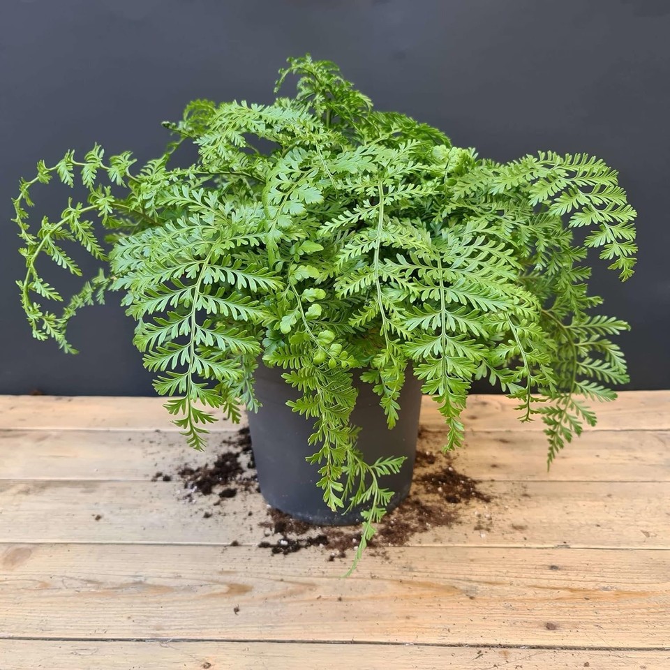 Austral Gem Fern - Live Plant in a 6 Inch Pot - Asplenium Parvati ...