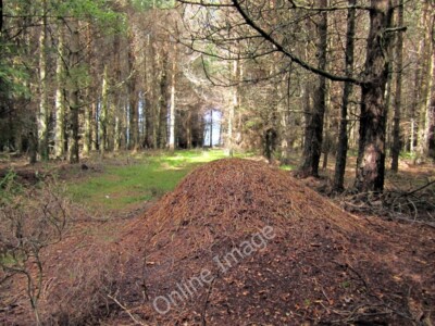Photo 6x4 Wood ant nest, Slaley Forest Dukesfield/NY9457 Wood ants are ...