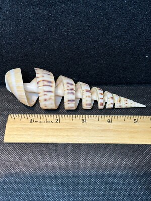 Spiral Cut Marlin Spike Auger Sea Shell Terebra Maculata Spiral Cut Sea ...