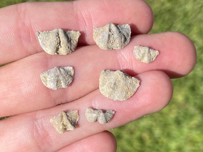 Texas Fossil Brachiopods Chonetinella vereuilianus Pennsylvanian ...