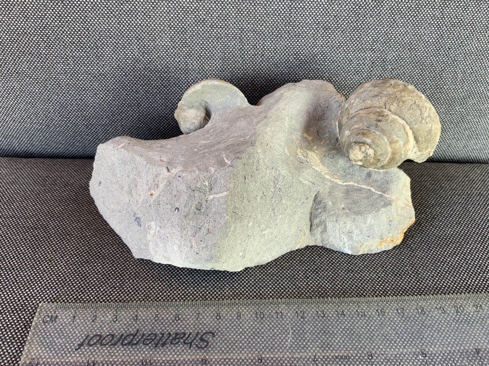 Double Shell / Gastropod Sp Fossil, Osmington Mills, Dorset ...