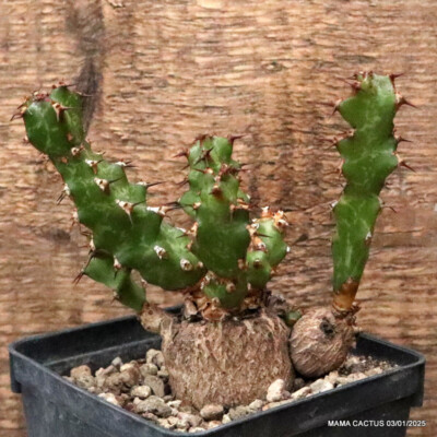 M113 EUPHORBIA ENORMIS pot10-H10-W10 cm MaMa Cactus | eBay