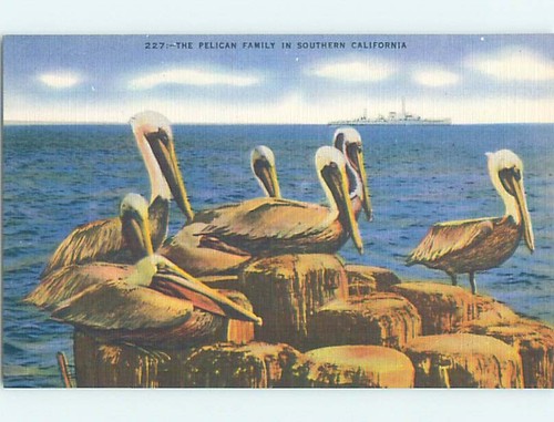 Linen PELICAN BIRDS IN SOUTHERN CALIFORNIA Los Angeles & San Diego CA ...