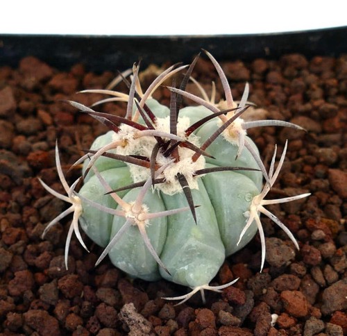 Echinocactus horizonthalonius (Boquillas del Carmen, Mexico) - Devil's ...