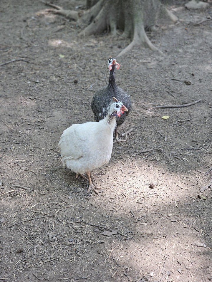 12 Guinea Fowl fertile hatching eggs NPIP/AI Clean | eBay