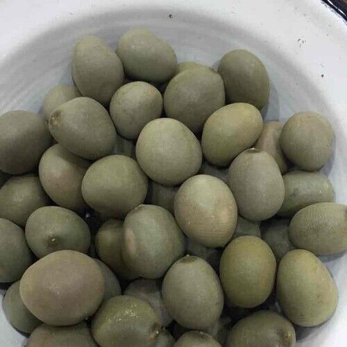 Sagargota Caesalpinia Bonduc Bonducella Crista Latakaranj Bonduc Nicker ...