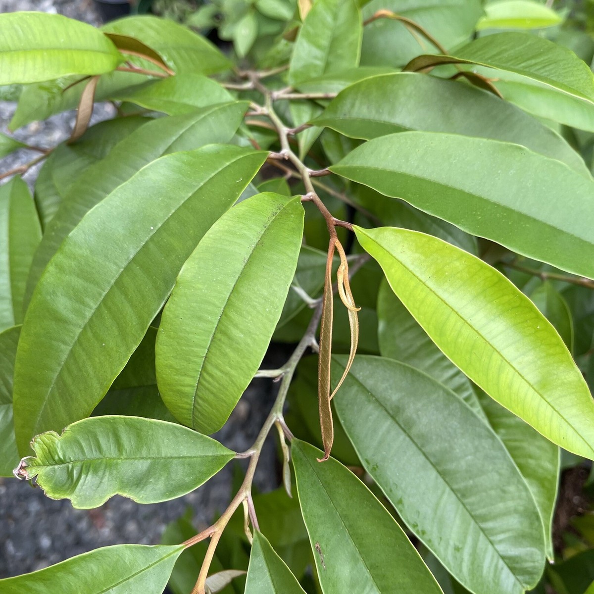 Kaimito Pictures Of Leaves