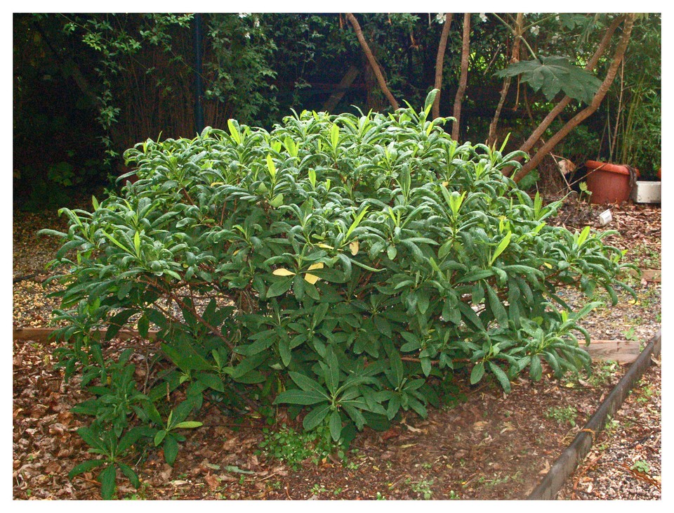 Edgeworthia chrysantha - Paper Bush - Plant in 2 L Pot | eBay UK