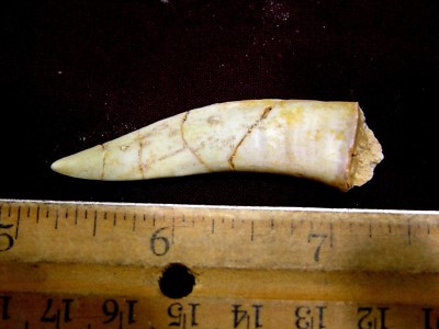 Saber tooth Herring fossil tooth Enchodus Cretaceous 2 inch E6 | eBay