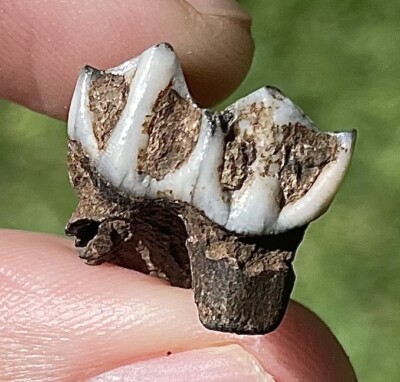 Florida Fossil Deer Tooth Pleistocene Mammoth Age Mammal | eBay
