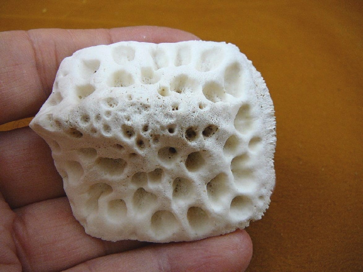 (G500-325) 2-1/4" Gator ALLIGATOR BACK SCUTE bone bones BONY skutes ...