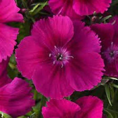 100 DIANTHUS CORONET PURPLE Live Plants Plugs Garden Planters 212 | eBay