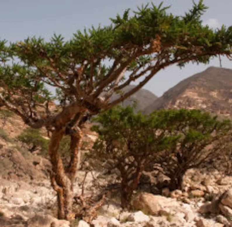 40 Frankincense Pine Tree Seeds - Sap used for Incense + Salve + Resin ...