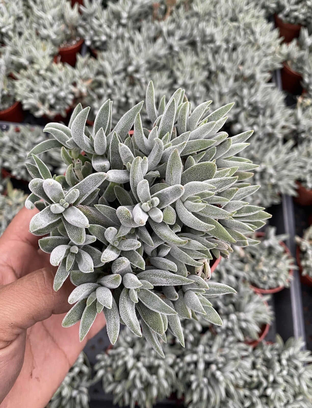 Crassula mesembryanthemoides 'Tenelli' Succulent Plant In 4” Pot | eBay