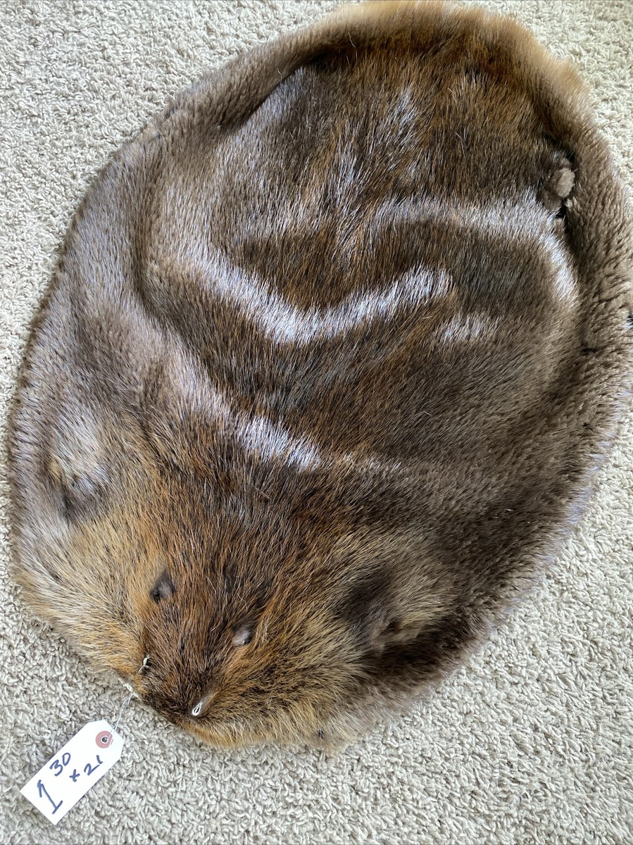 Beaver Pelts Taxidermy
