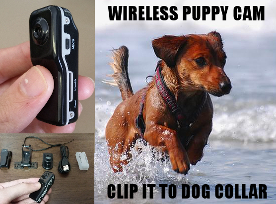 Wireless Pet Dog Video Camera Recorder Cam Video Color Audio Sound ...