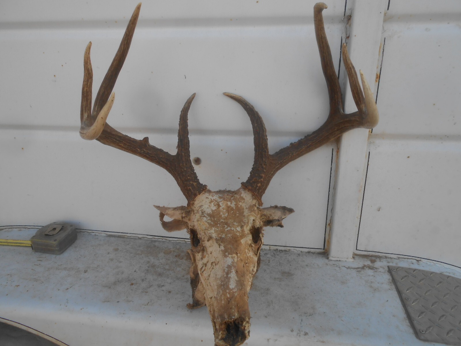 Winter Kill WHITETAIL DEER RACK FULL skull WITH JAW mule elk shed ...
