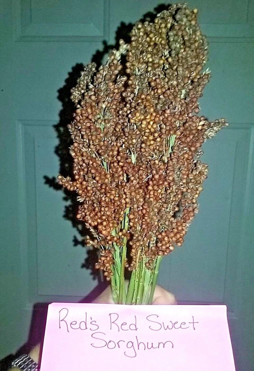 Sweet Sorghum Plant